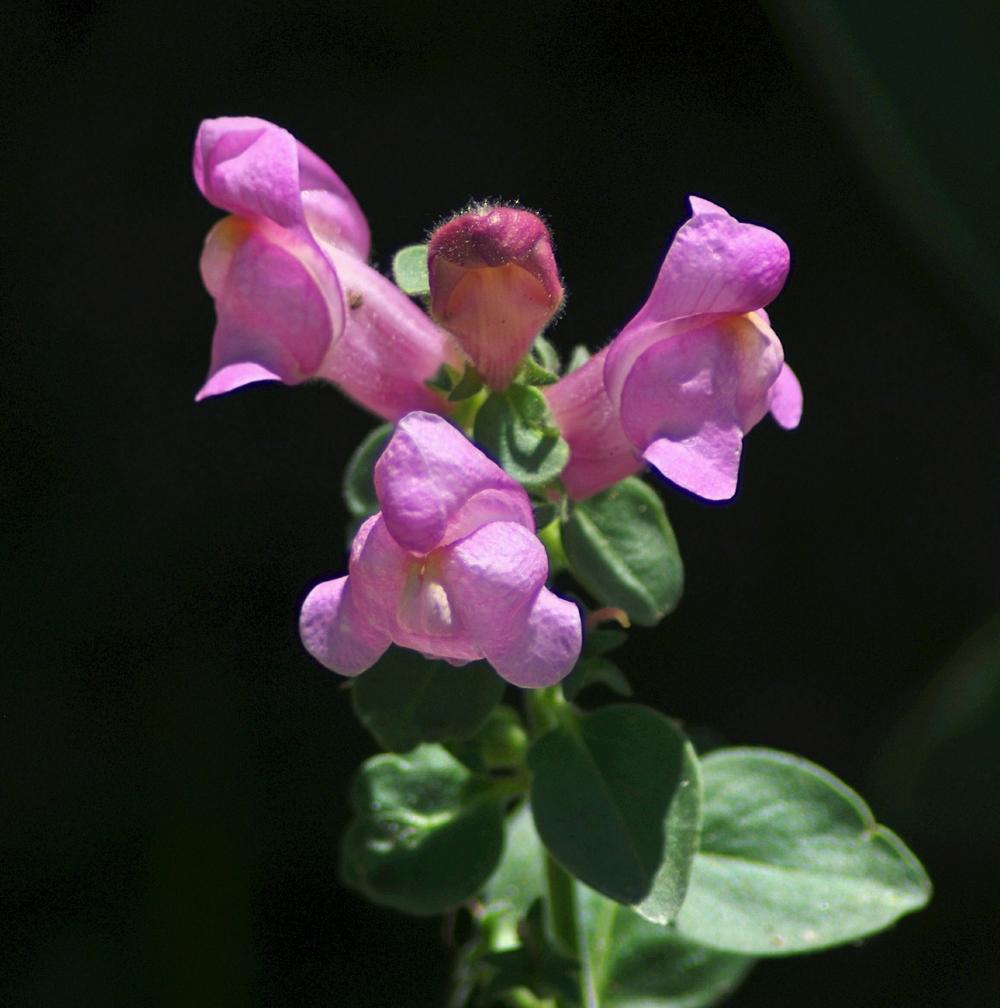Creeping Snapdragon (Antirrhinum hispanicum 'Roseum') - Garden.org