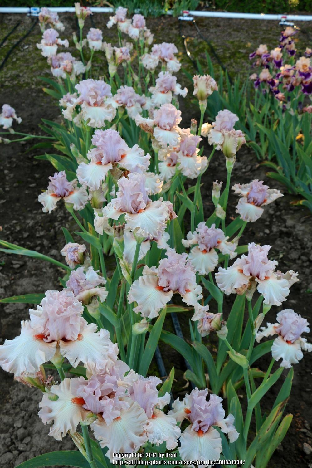 Photo of the bloom of Tall Bearded Iris (Iris 'Scottish Lass') posted ...