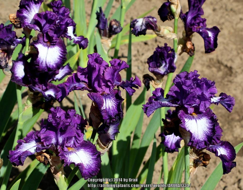 Photo of the bloom of Tall Bearded Iris (Iris 'Midnight Velvet') posted ...