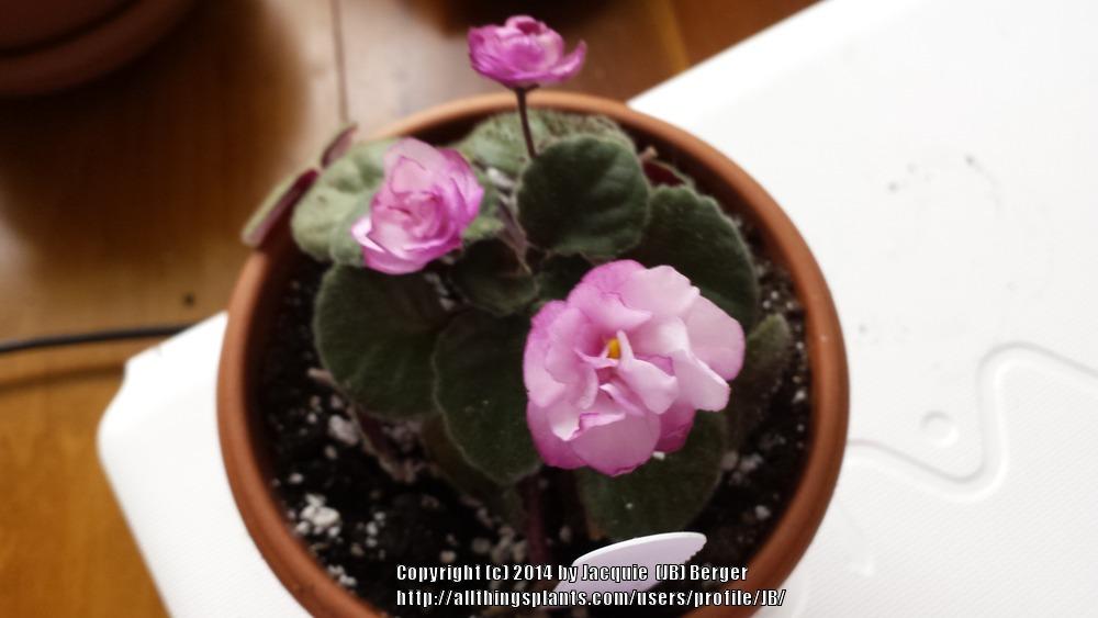 African Violet (Streptocarpus 'Ness' Satin Rose') in the Cape Primroses ...