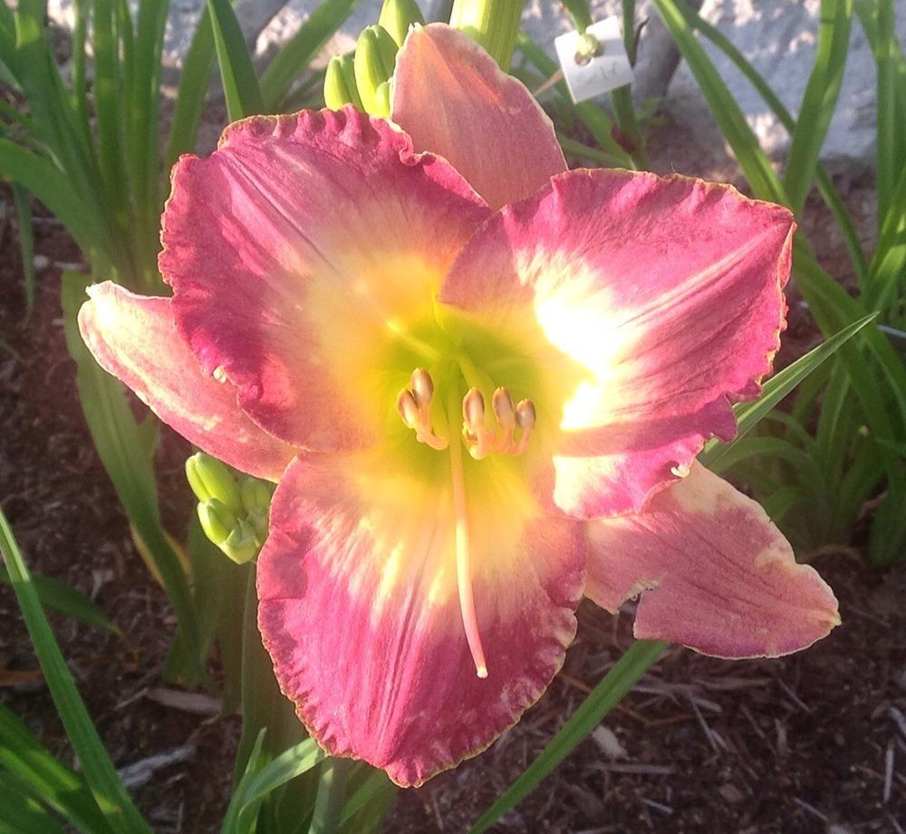 Daylily (Hemerocallis 'Fancy Illusion') in the Daylilies Database - Garden.org