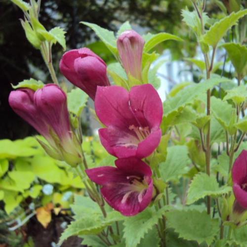 Creeping Snapdragon (Maurandya wislizeni 'Red Dragon') - Garden.org