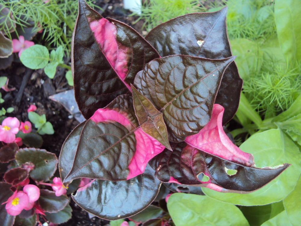 Calico Plant (Alternanthera ficoidea 'Raspberry Rum') - Garden.org