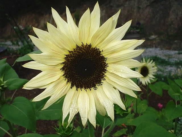 Sunflower (Helianthus annuus 'Moonwalker') in the Sunflowers Database ...