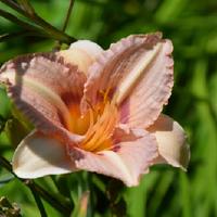 Photo of the bloom of Daylily (Hemerocallis 'Longfields Glory') posted ...