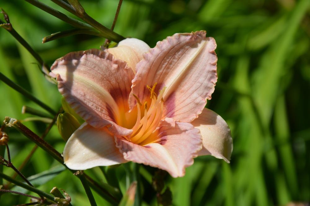Photo of the bloom of Daylily (Hemerocallis 'Longfields Glory') posted ...