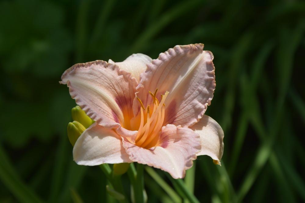 Photo of the bloom of Daylily (Hemerocallis 'Longfields Glory') posted ...