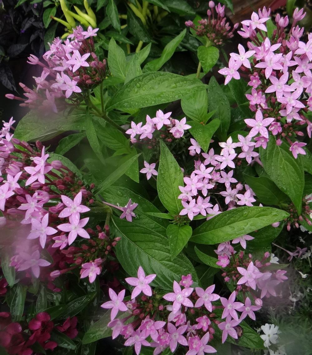 Pentas 'Northern Lights Lavender' - Garden.org