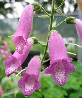 Spanish Foxglove (Digitalis thapsi) in the Foxgloves Database - Garden.org