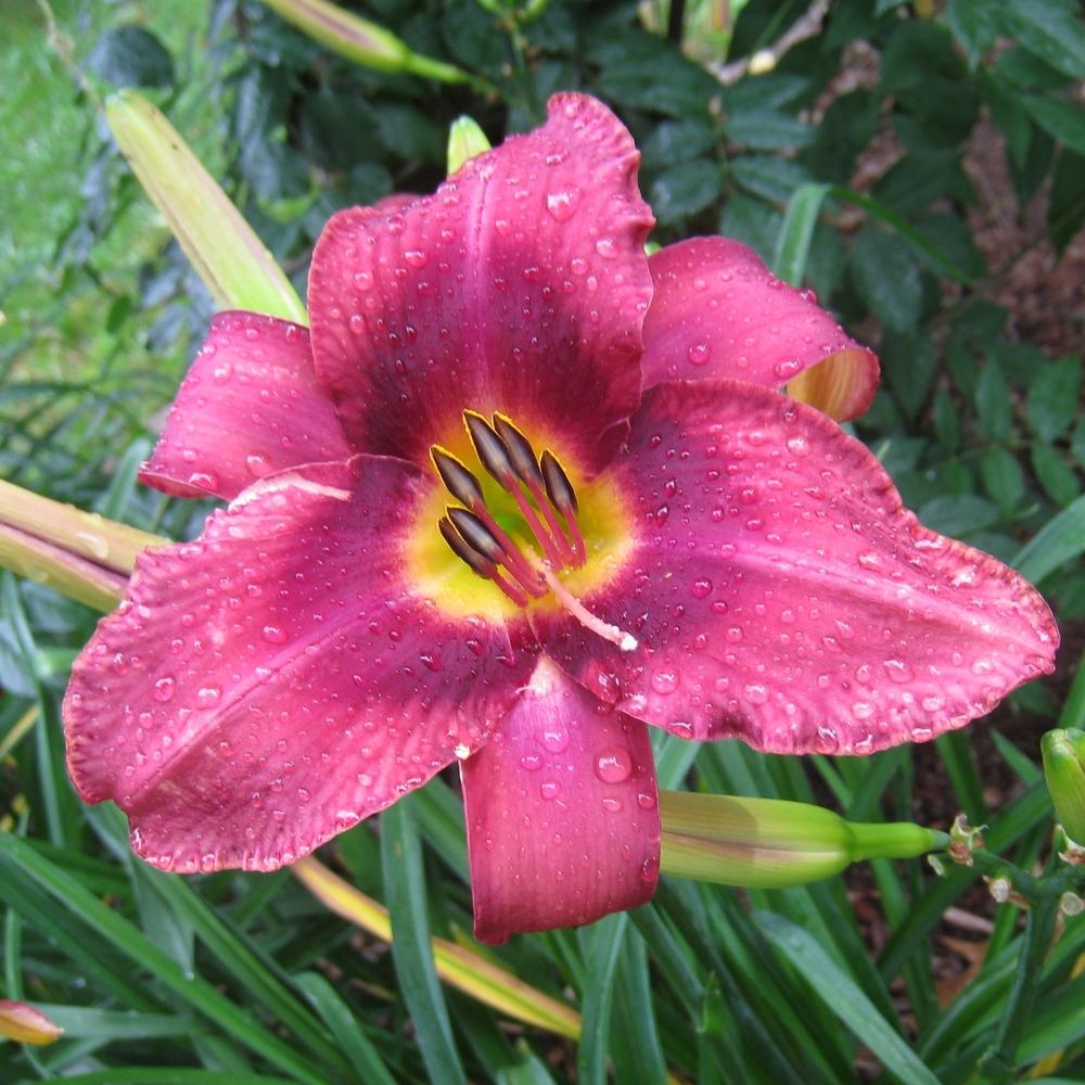 Daylily (Hemerocallis 'Symphony in Purple') in the Daylilies Database ...