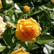 Photo of the bloom of Rose (Rosa 'Julia Child') posted by Skiekitty ...