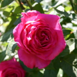 Rose (Rosa 'Cynthia') in the Roses Database - Garden.org