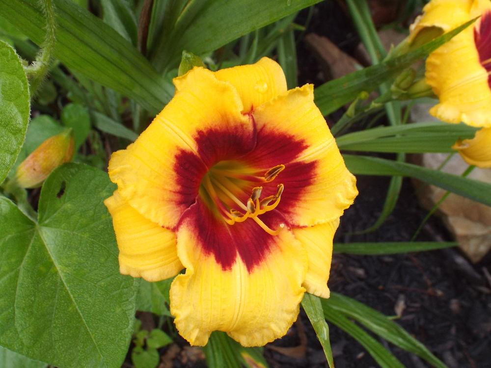 Daylily (Hemerocallis 'Blackberry Candy') in the Daylilies Database ...