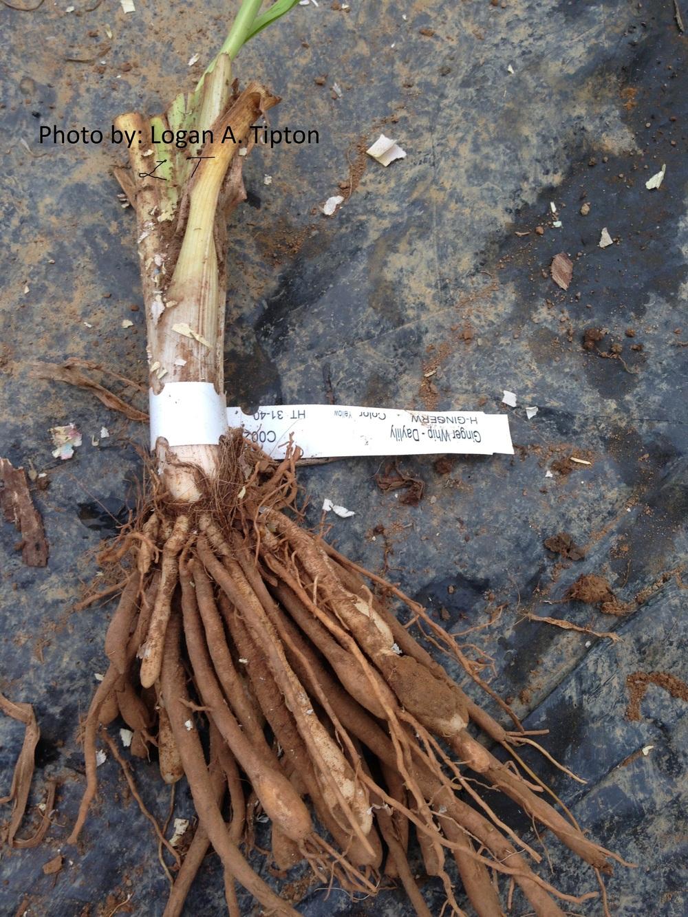 Photo of the roots of Daylily (Hemerocallis 'Ginger Whip') posted by ...