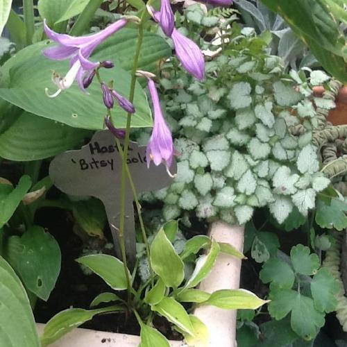 Hosta 'Bitsy Gold' in the Hostas Database - Garden.org