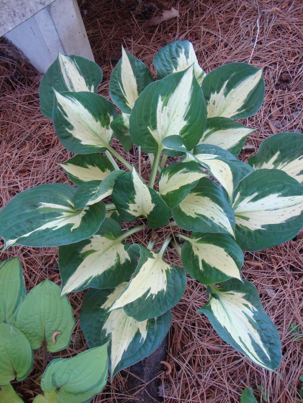 Photo of the entire plant of Hosta 'Revolution' posted by Paul2032 ...