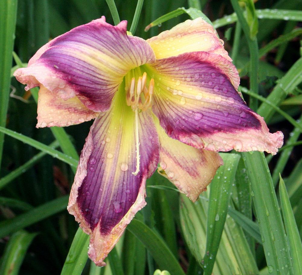 Photo of the bloom of Daylily (Hemerocallis 'Exotic Starfish') posted ...
