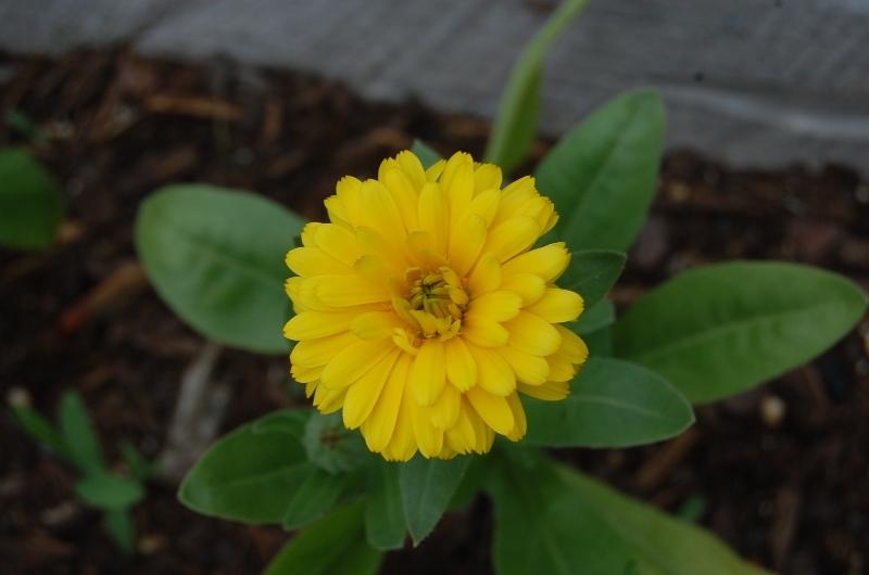Calendula officinalis Bon Bon™ Yellow - Garden.org