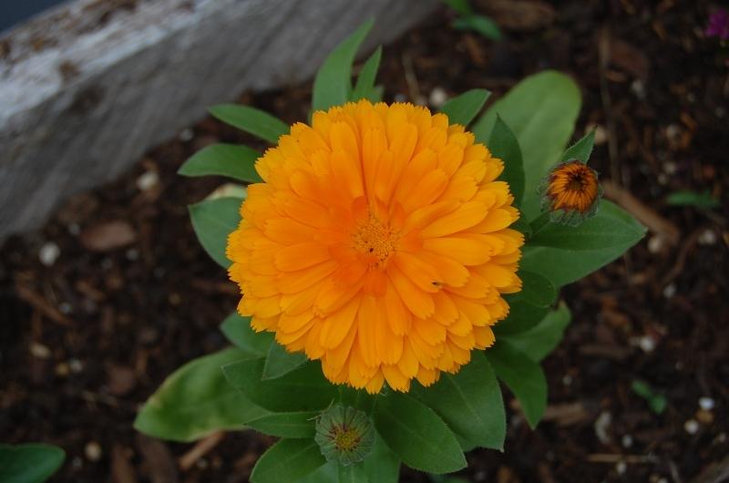 Photo of the bloom of Calendula Bon Bon™ Orange posted by pixie62560 ...