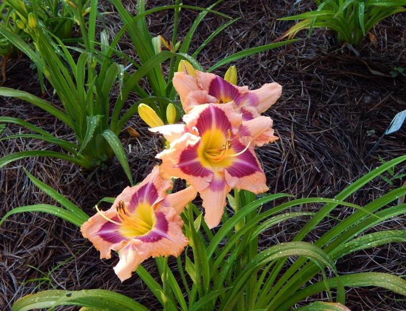 Photo of the bloom of Daylily (Hemerocallis 'Tully Mars') posted by ...
