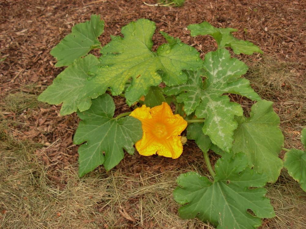 Summer Squash (Cucurbita pepo 'Golden Zucchini') in the Gourds ...