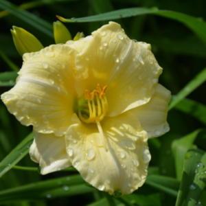 Daylily (Hemerocallis 'Longfields Pearl') in the Daylilies Database ...