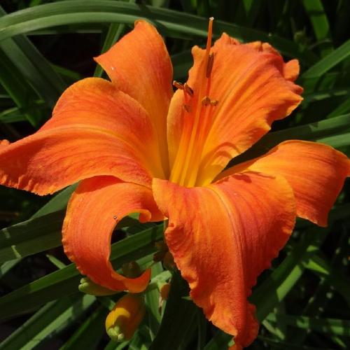 Daylily (Hemerocallis 'Primal Scream') in the Daylilies Database ...