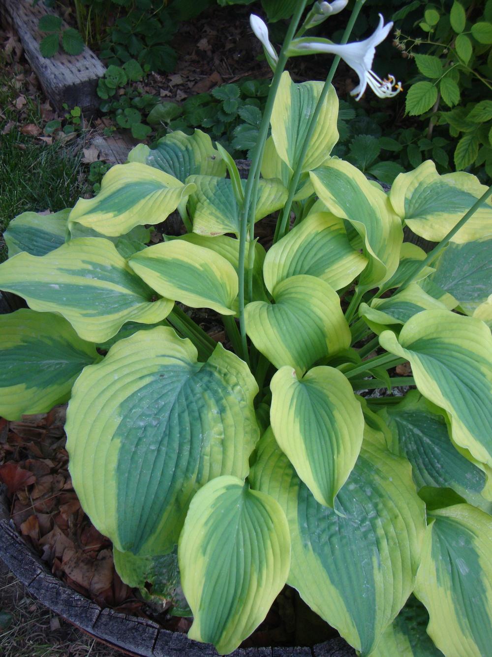 Photo of the entire plant of Hosta 'Goodness Gracious' posted by ...