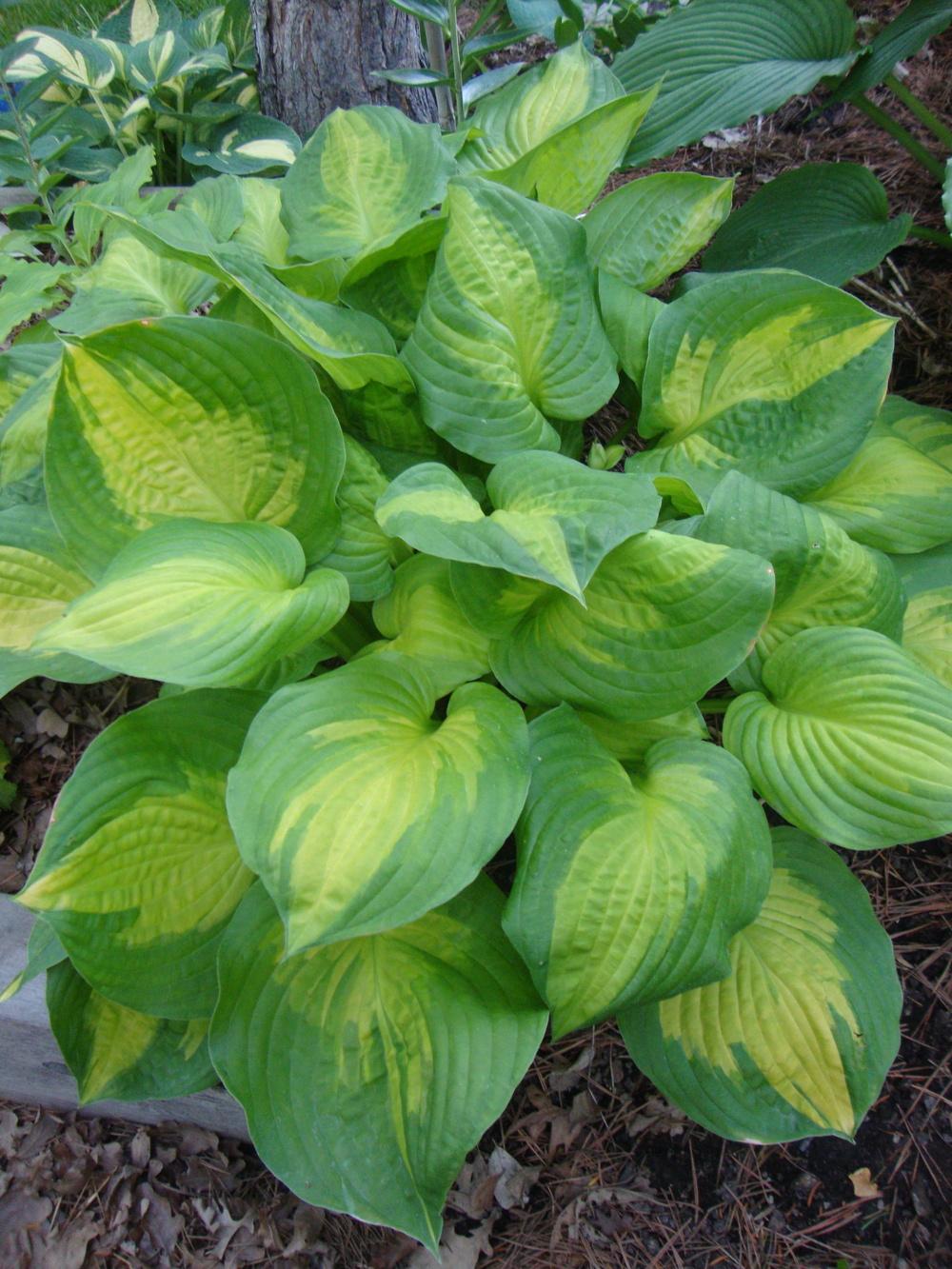Photo of the entire plant of Hosta 'Dance with Me' posted by Paul2032 ...