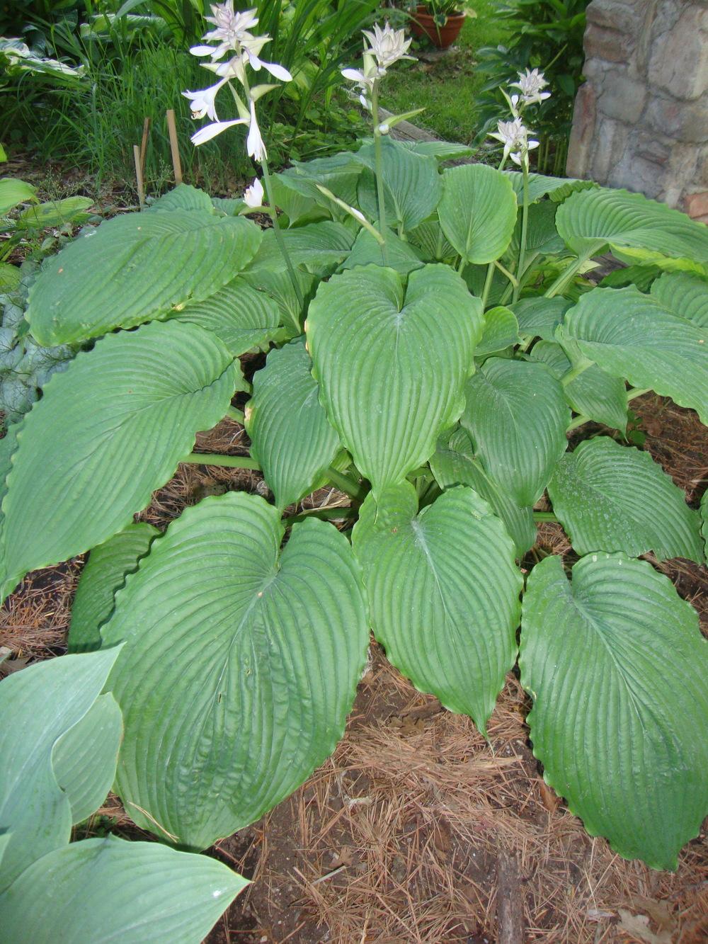 Photo of the entire plant of Hosta 'Niagara Falls' posted by Paul2032 ...