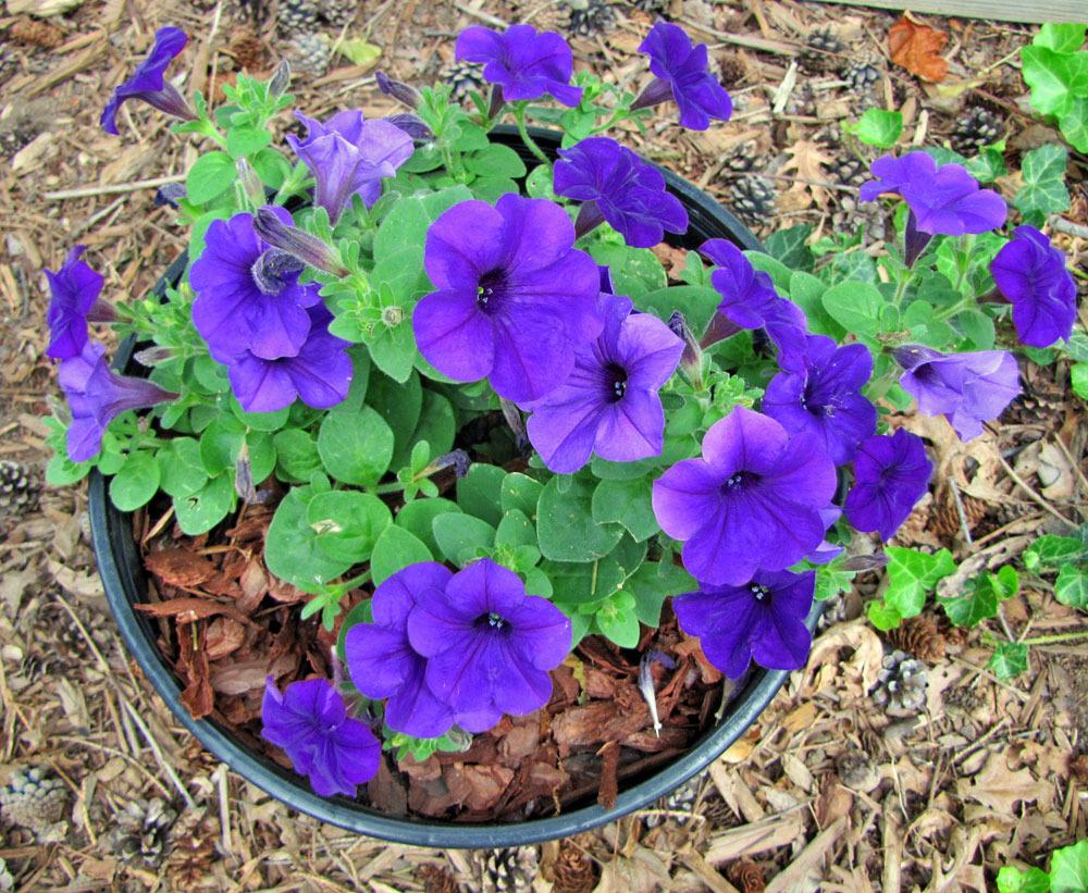 Photo of the entire plant of Multiflora Spreading/Trailing Petunia ...