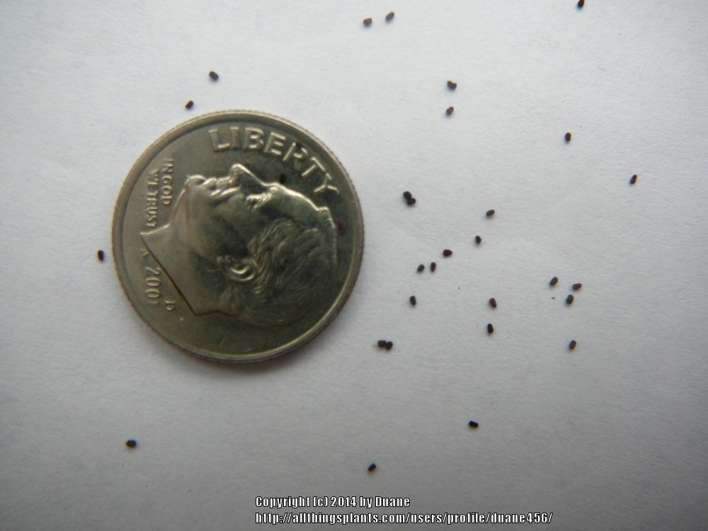 Photo of the seeds of Foxglove (Digitalis mariana subsp. heywoodii ...