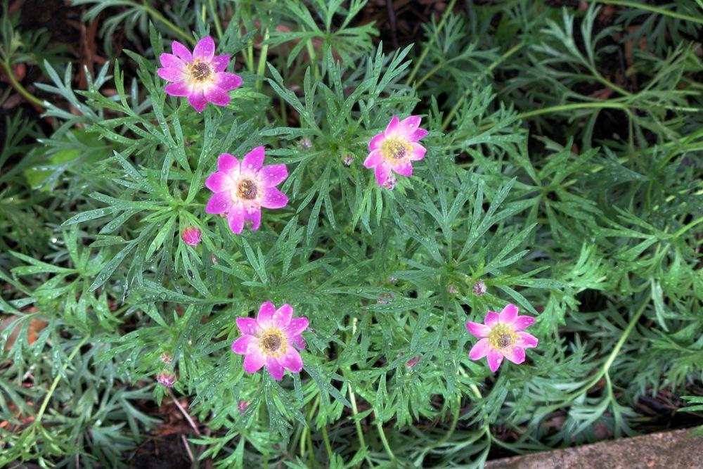 Cut-leaved Anemone (Anemone multifida 'Annabella Deep Rose') - Garden.org
