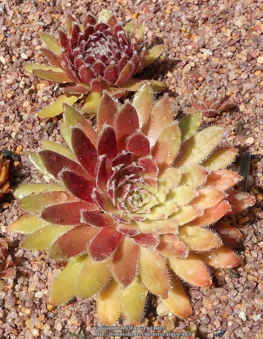 Hen and Chicks (Sempervivum 'Pacific Sparkler') in the Sempervivum ...