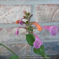 Photo of the closeup of buds, sepals and receptacles of Dwarf ...