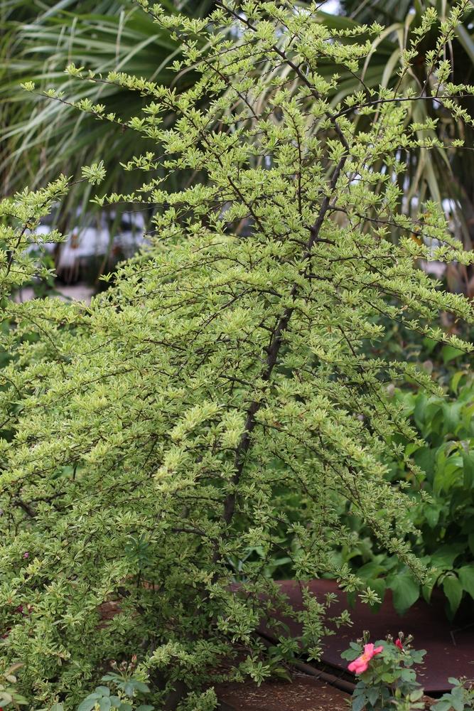 Pyracantha Silver Lining™ - Garden.org