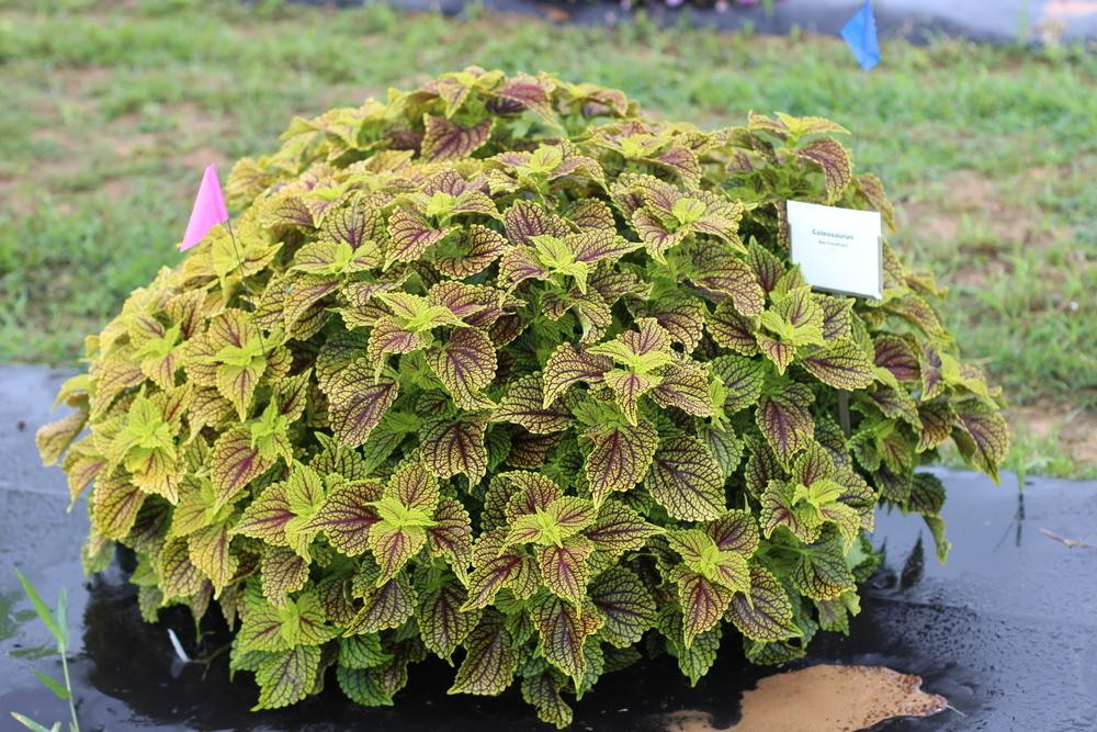 Photo of the entire plant of Coleus (Coleus scutellarioides ChargedUp ...