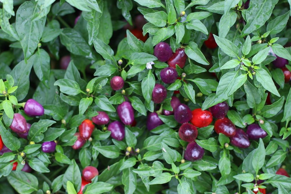 Hot Pepper (Capsicum annuum 'Loco') in the Peppers Database - Garden.org
