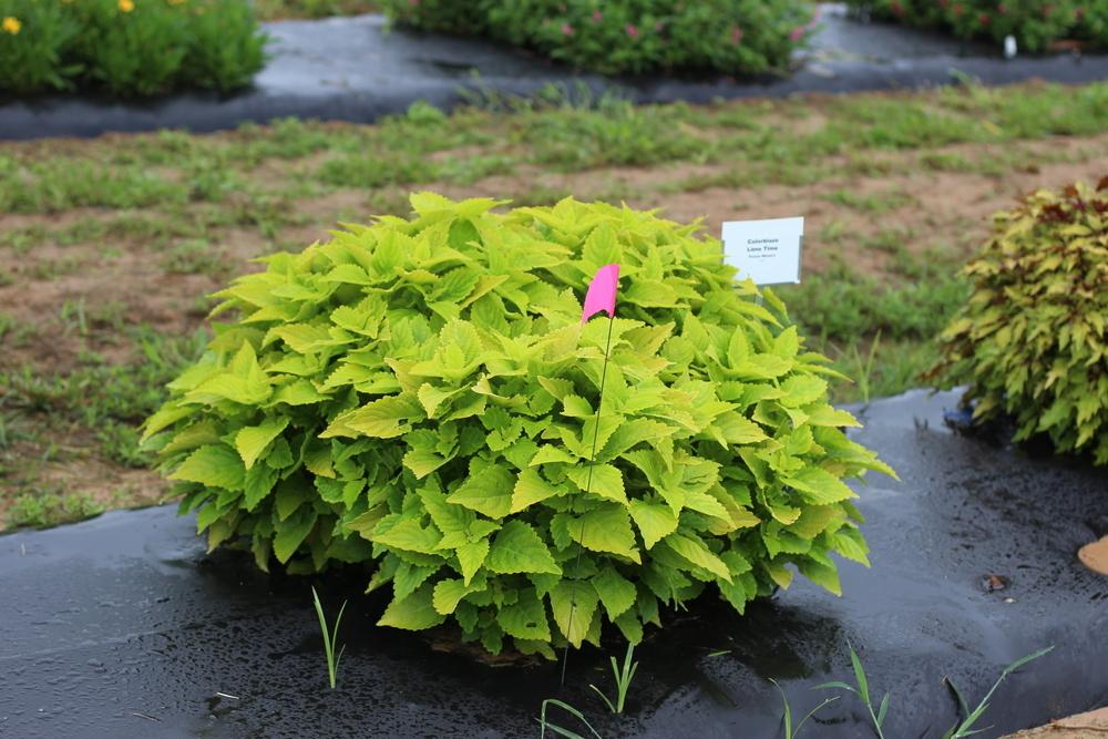 Photo of the entire plant of Coleus (Coleus scutellarioides ColorBlaze ...