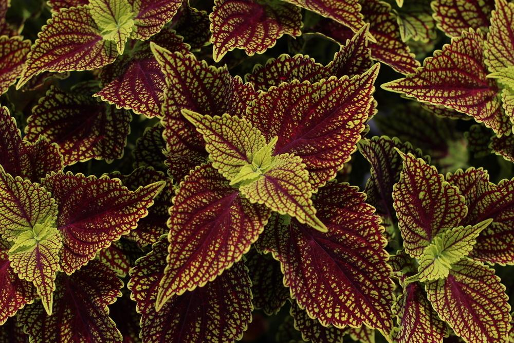 Photo of the leaves of Coleus (Coleus scutellarioides ChargedUp ...