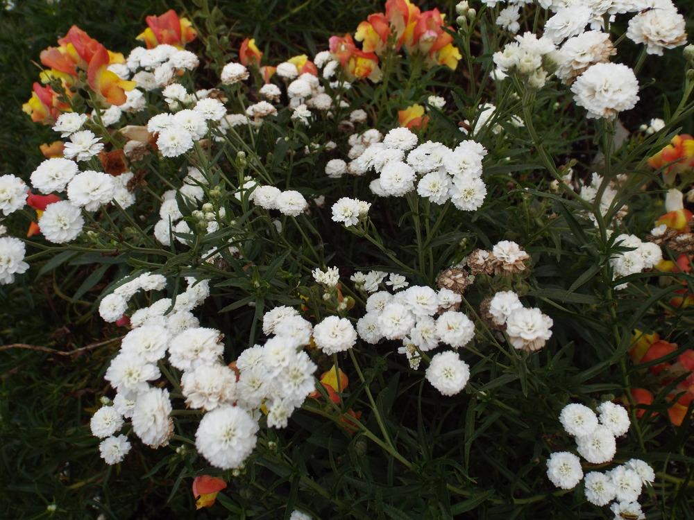 Photo of the entire plant of Pearl Yarrow (Achillea ptarmica 'Double ...