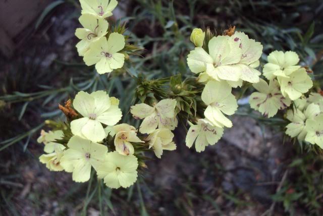 Dianthus (Dianthus balbisii subsp. knappii 'Yellow Harmony') in the ...
