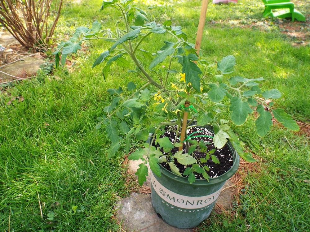 Tomato (Solanum lycopersicum 'Whippersnapper') in the Tomatoes Database - Garden.org