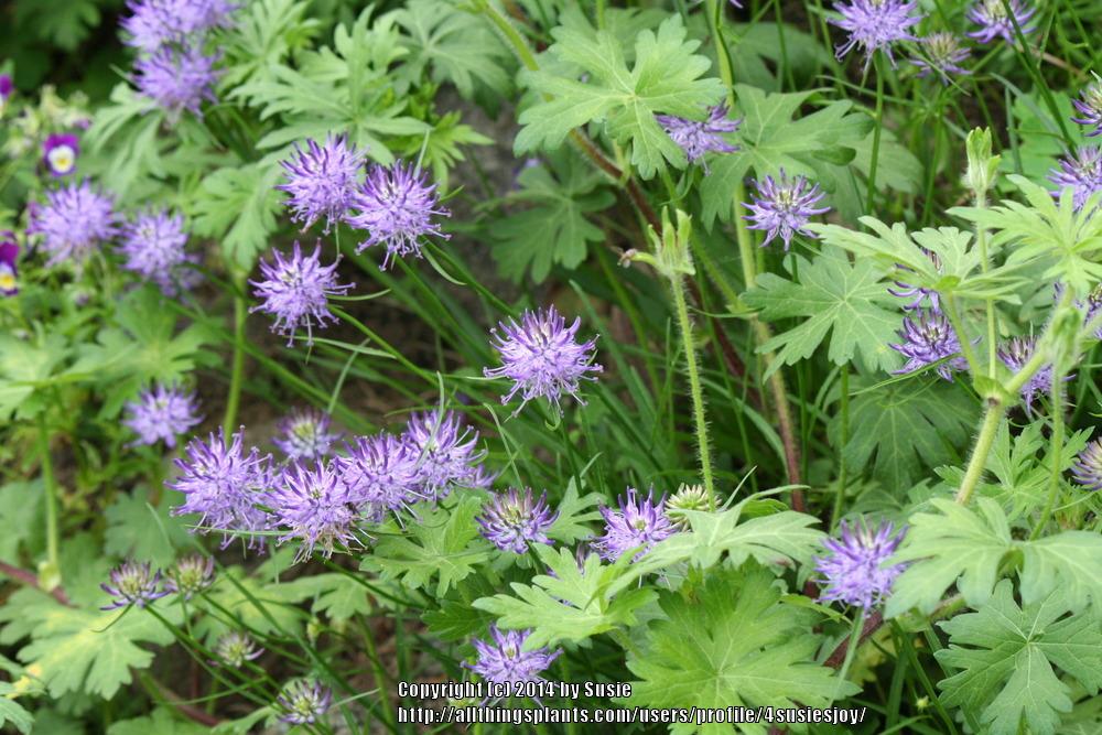 Photo of the bloom of Horned Rampion (Phyteuma scheuchzeri) posted by ...