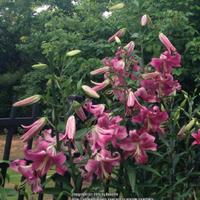 Photo of the bloom of Lily (Lilium 'Robina') posted by Debbie - Garden.org