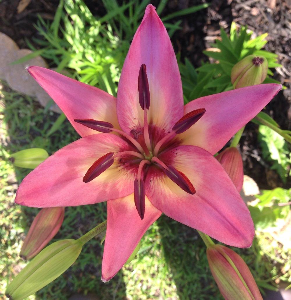 Lily (Lilium 'Avonlea') in the Lilies Database - Garden.org