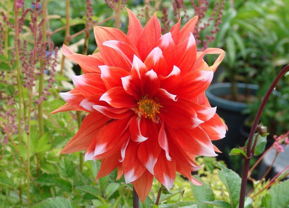 Dahlia 'Color Spectacle' in the Dahlias Database - Garden.org