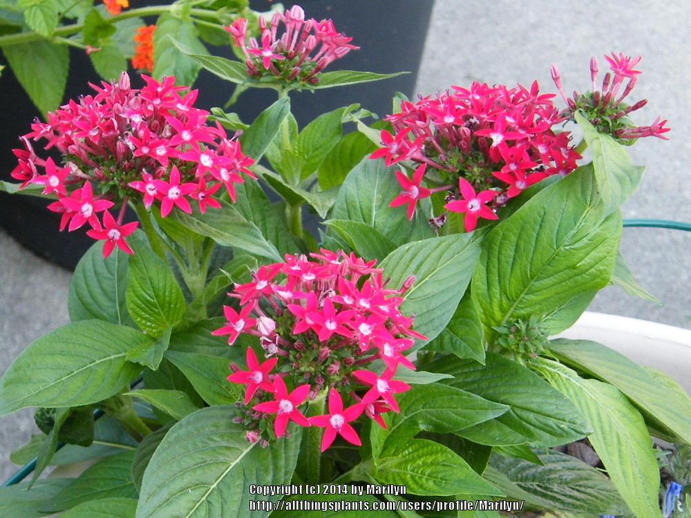 Egyptian Star Cluster (Pentas lanceolata 'Graffiti Bright Red ...