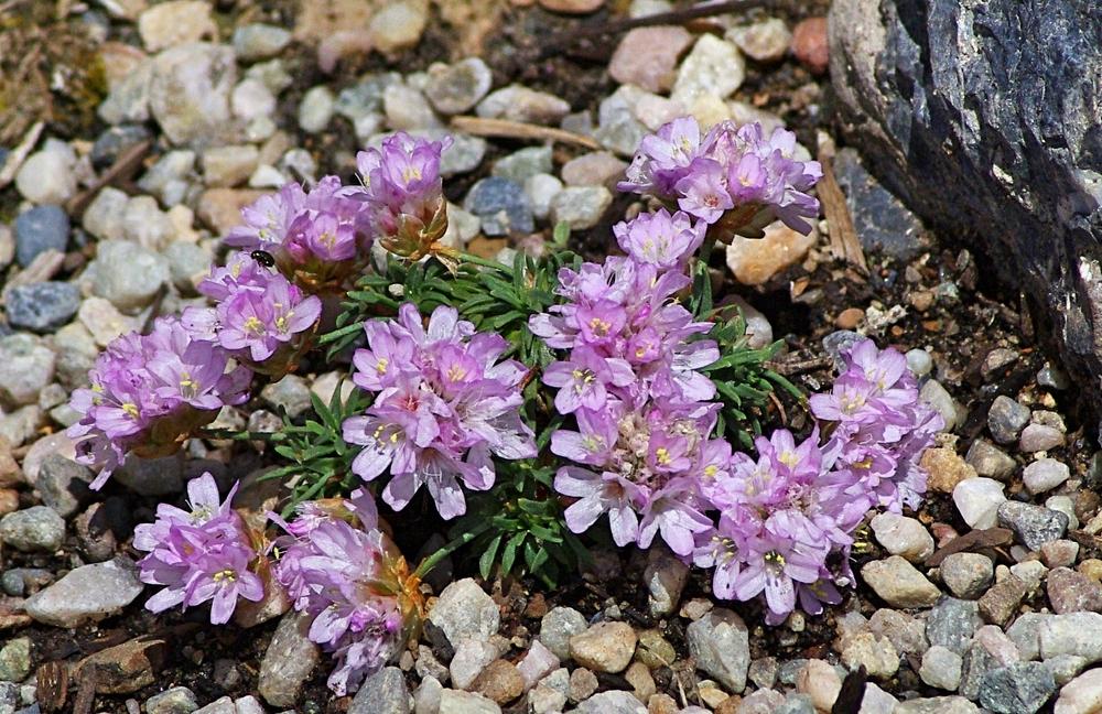 Armeria trojana - Garden.org
