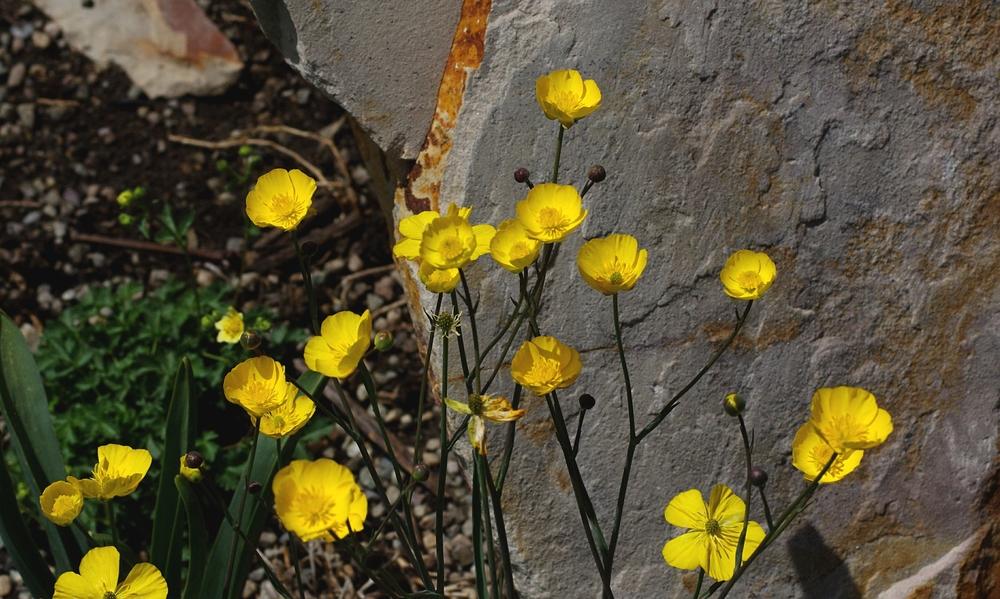 Photo of the bloom of Grassy-Leaved Buttercup (Ranunculus gramineus ...